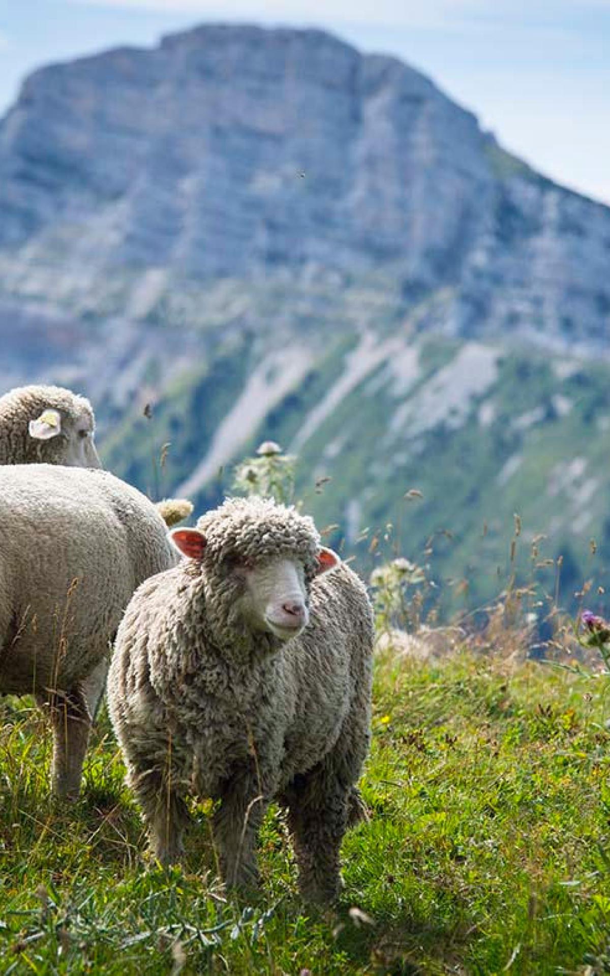 La Chartreuse en été | Site Officiel de la Chartreuse en Savoie et ...
